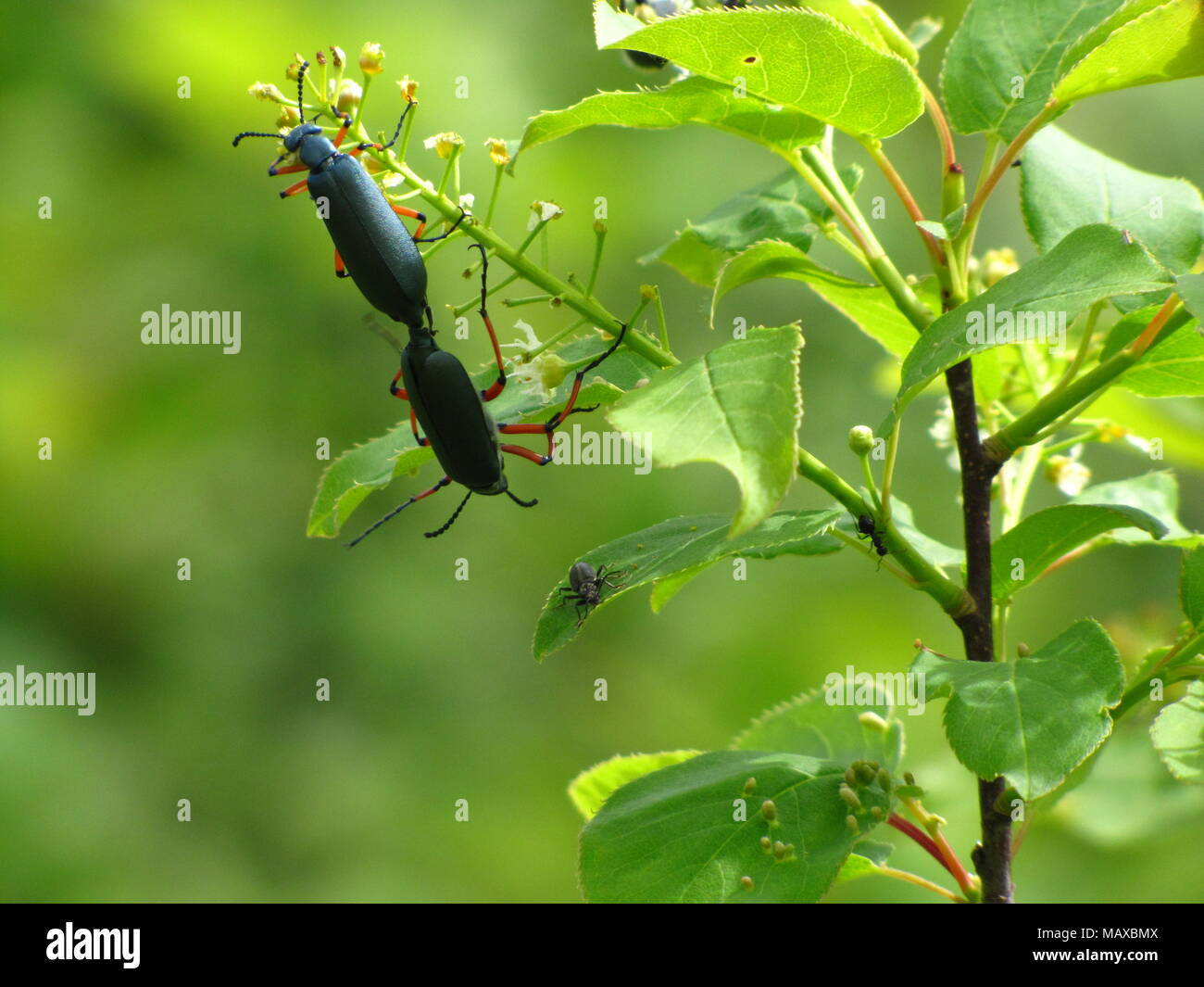 Insects mating at Meaghers Grant, Nova Scotia Stock Photo - Alamy