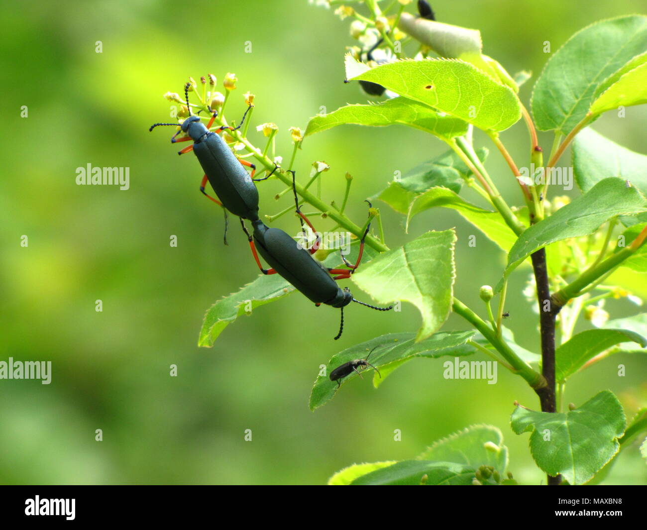 Insects mating at Meaghers Grant, Nova Scotia Stock Photo - Alamy