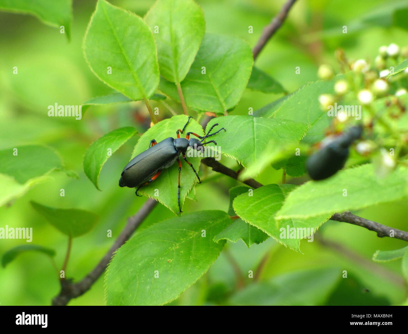 Insect at Meaghers Grant, Nova Scotia Stock Photo - Alamy