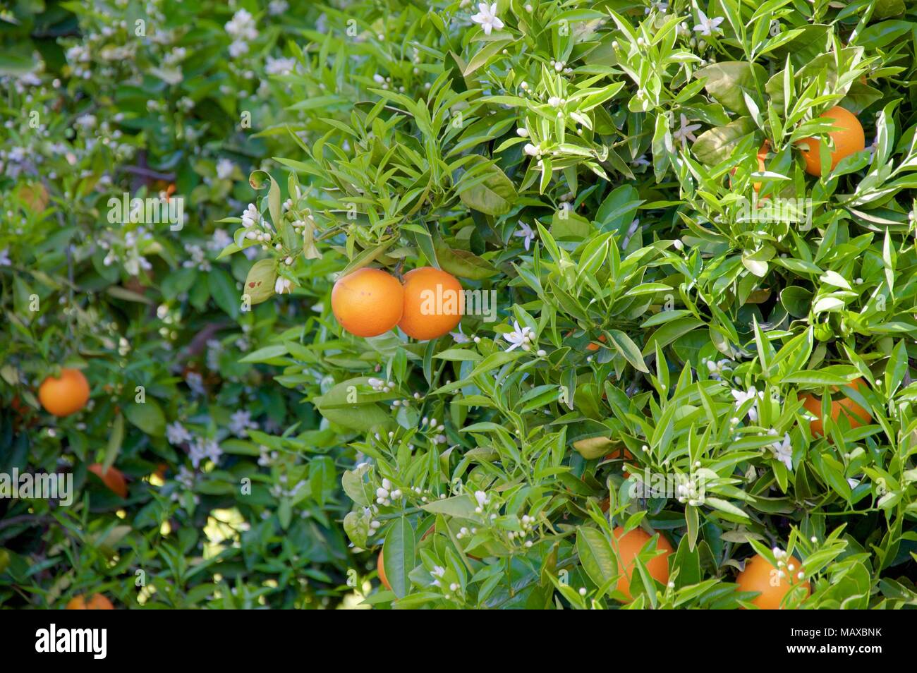 Orange Groves High Resolution Stock Photography and Images - Alamy