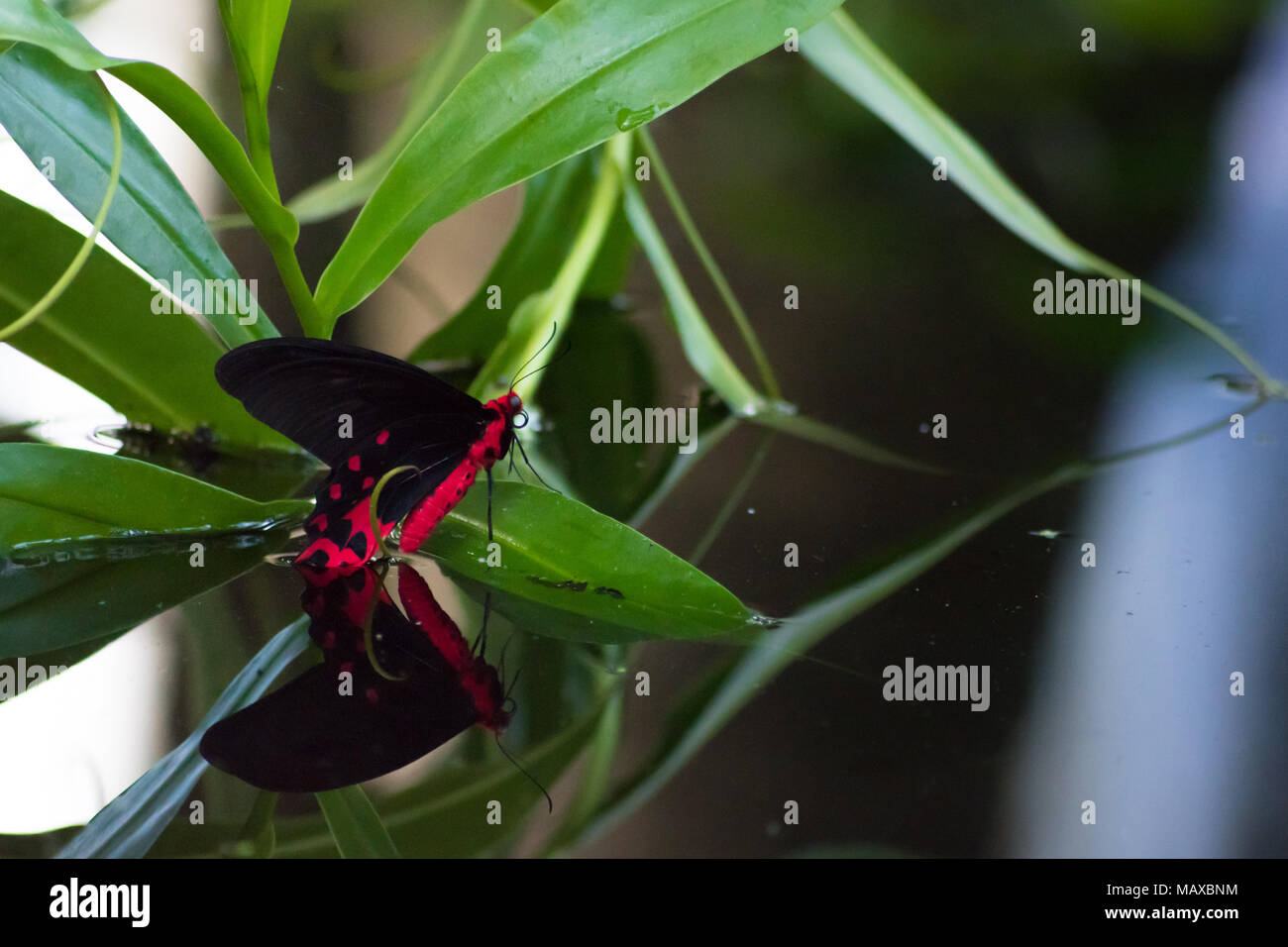 Blue mormon swallowtail butterfly hi-res stock photography and images ...