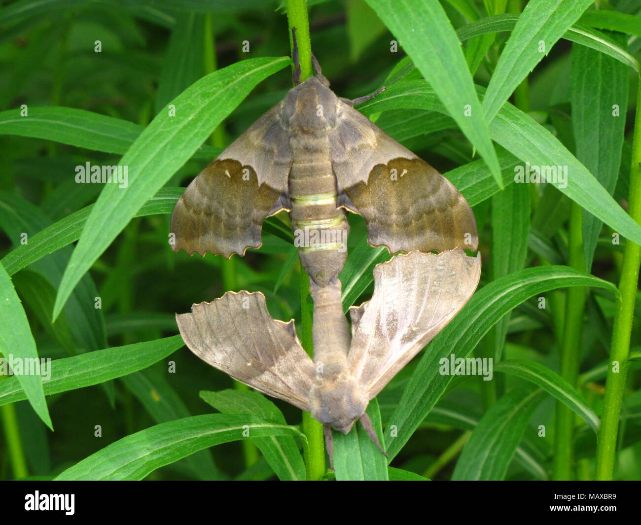 Mating moths at East Chezzetcook, Nova Scotia Stock Photo - Alamy
