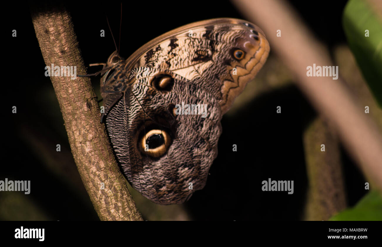 Giant Owl Butterfly Stock Photo - Alamy