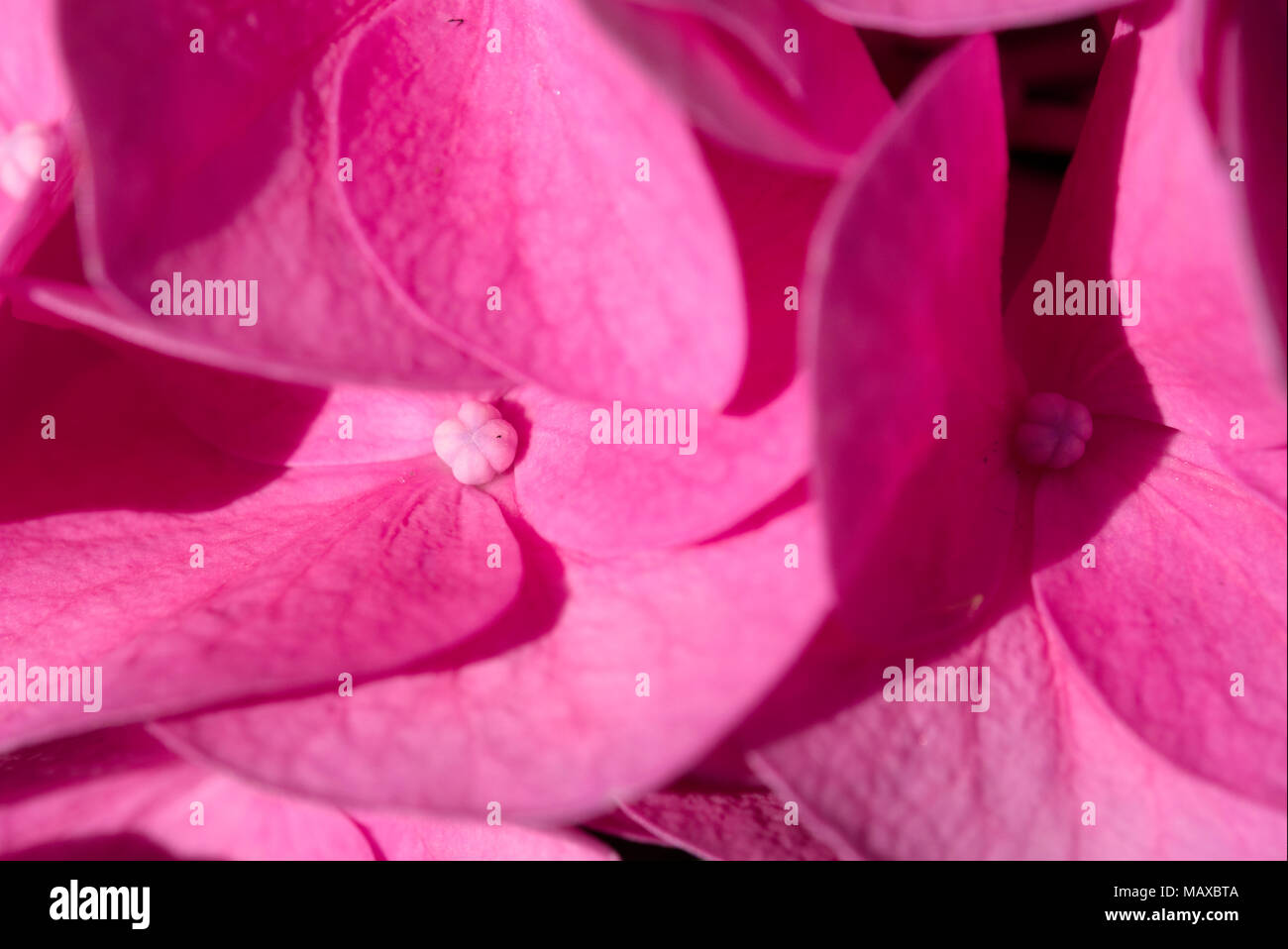 Pink sunset hydrangea hi-res stock photography and images - Alamy