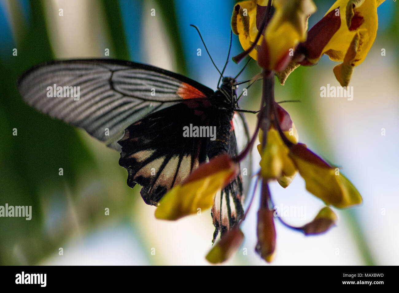 Male morpho butterfly hi-res stock photography and images - Alamy