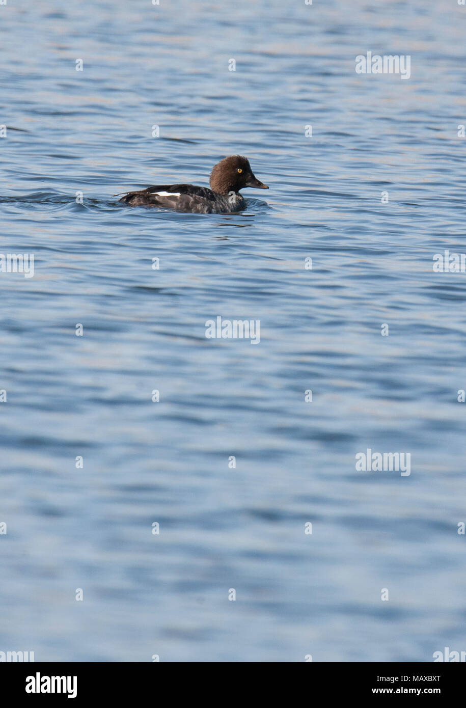 COMMON GOLDENEYE Bucephala clangula 2018 Stock Photo - Alamy