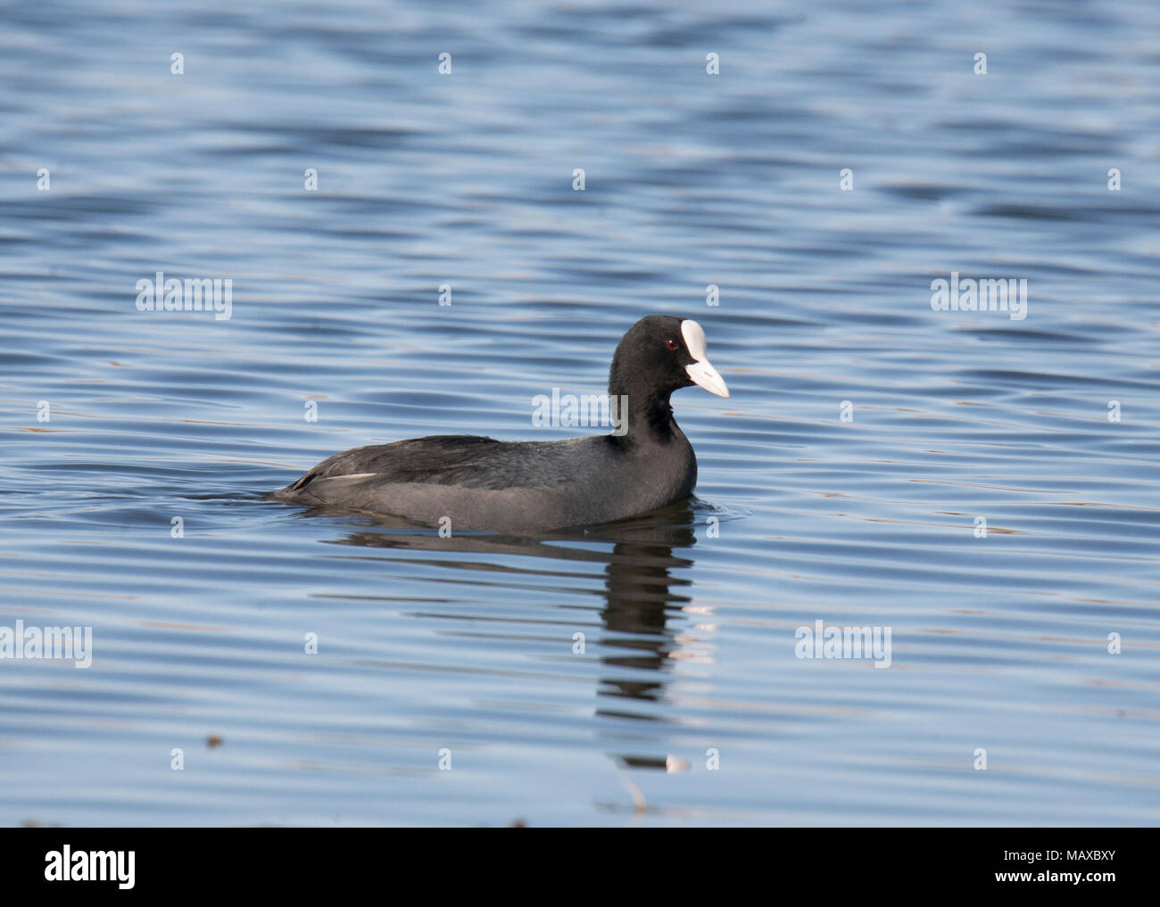 Eurasian water rail hi-res stock photography and images - Alamy