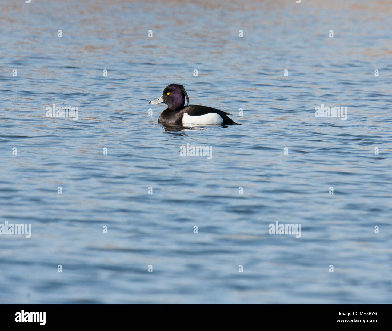 Diving duck hi-res stock photography and images - Alamy