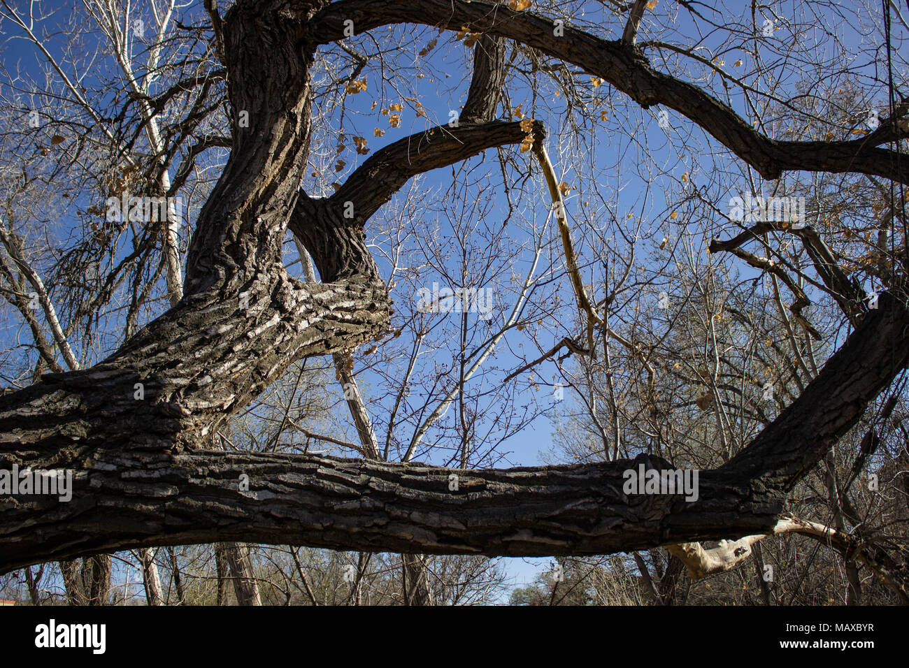 A gnarly tree branches stretches across the sky Stock Photo - Alamy