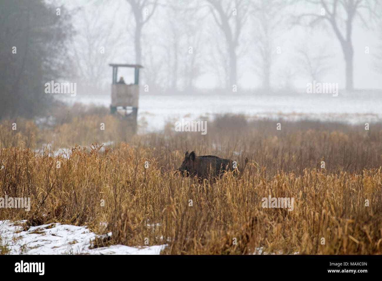 Wild boar (Sus scrofa) sow fleeing over snow covered field in winter in ...