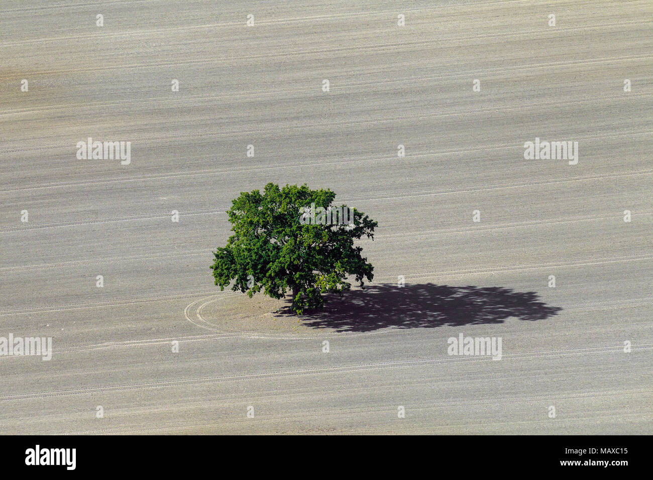 Aerial view oak tree hi-res stock photography and images - Alamy