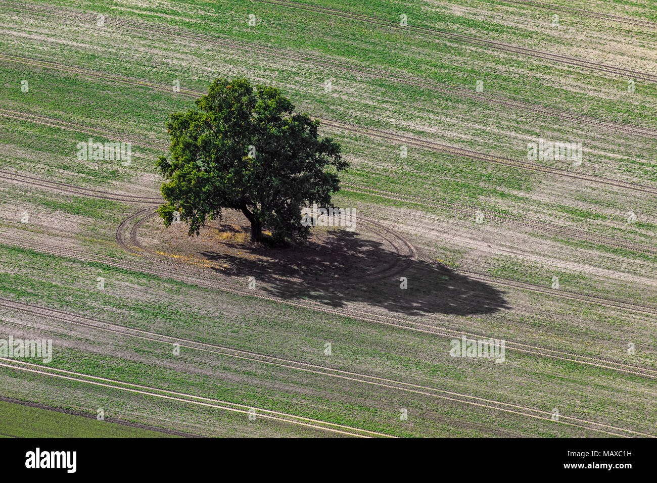 Aerial view over solitary English oak / pedunculate oak / French oak ...