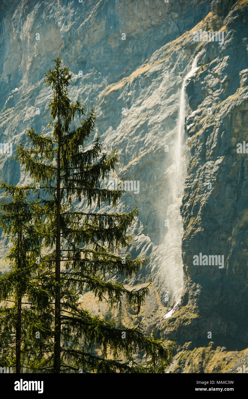 Pines on hill in field landscape hi-res stock photography and images ...