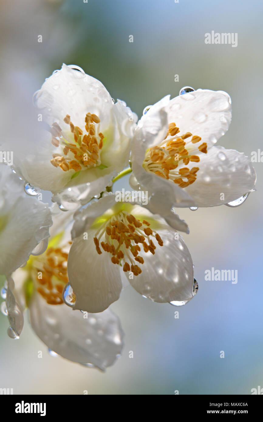 Pure white flowers hi-res stock photography and images - Alamy