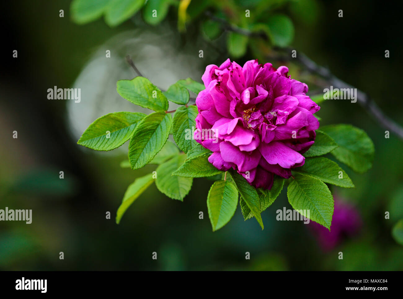 Beautiful red rose in a park Stock Photo - Alamy