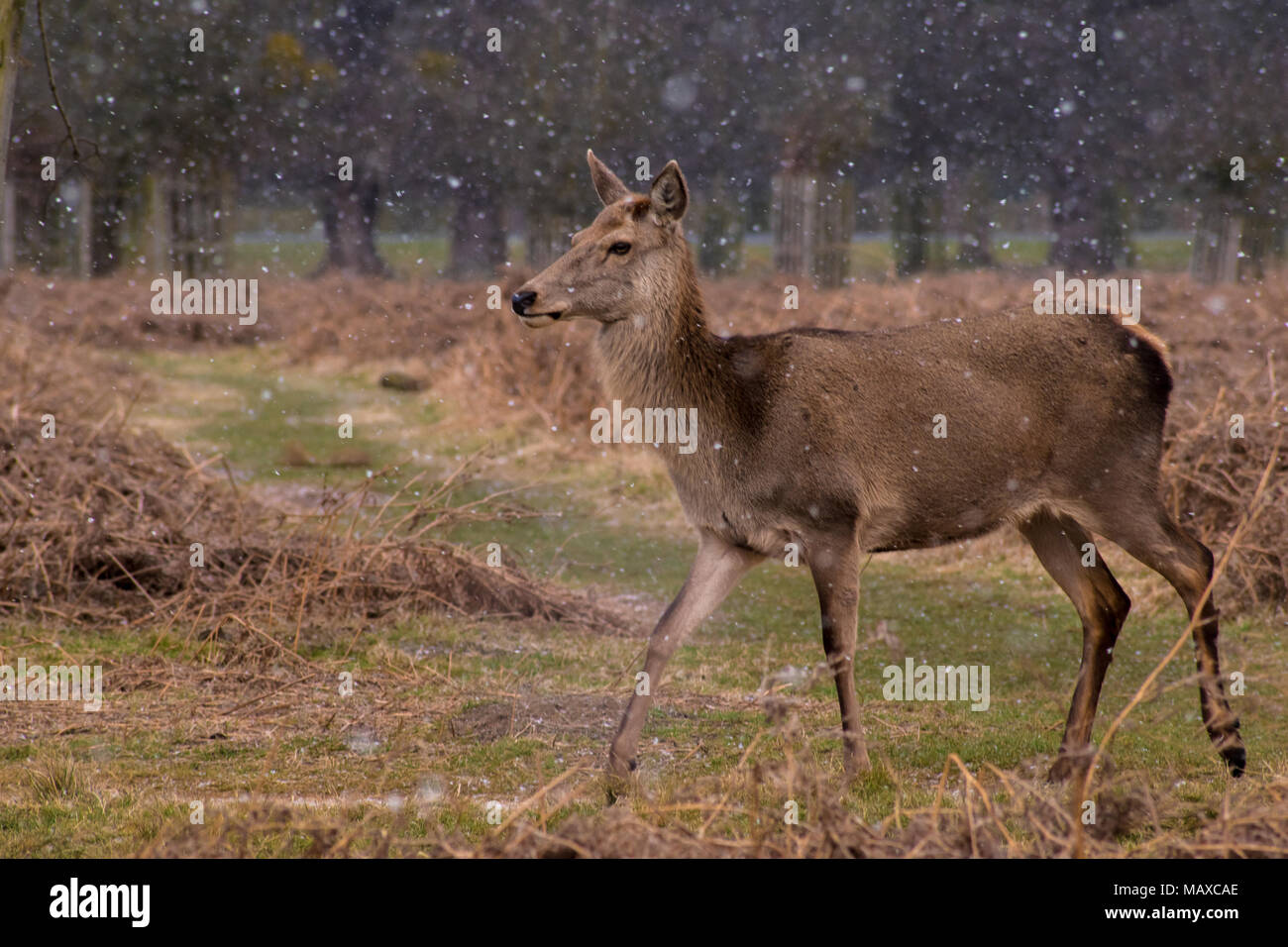 Red Deer Wandering Through the Snow in Bushy Park, Surrey Stock Photo ...