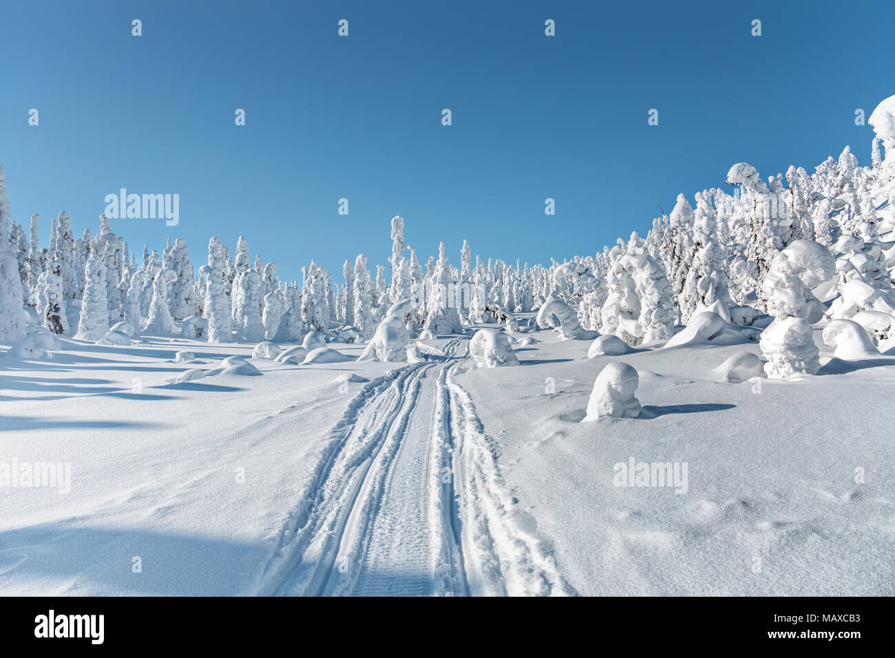 Winter landscape. The snow-clad trees on Mount Nuorunen. The Republic ...