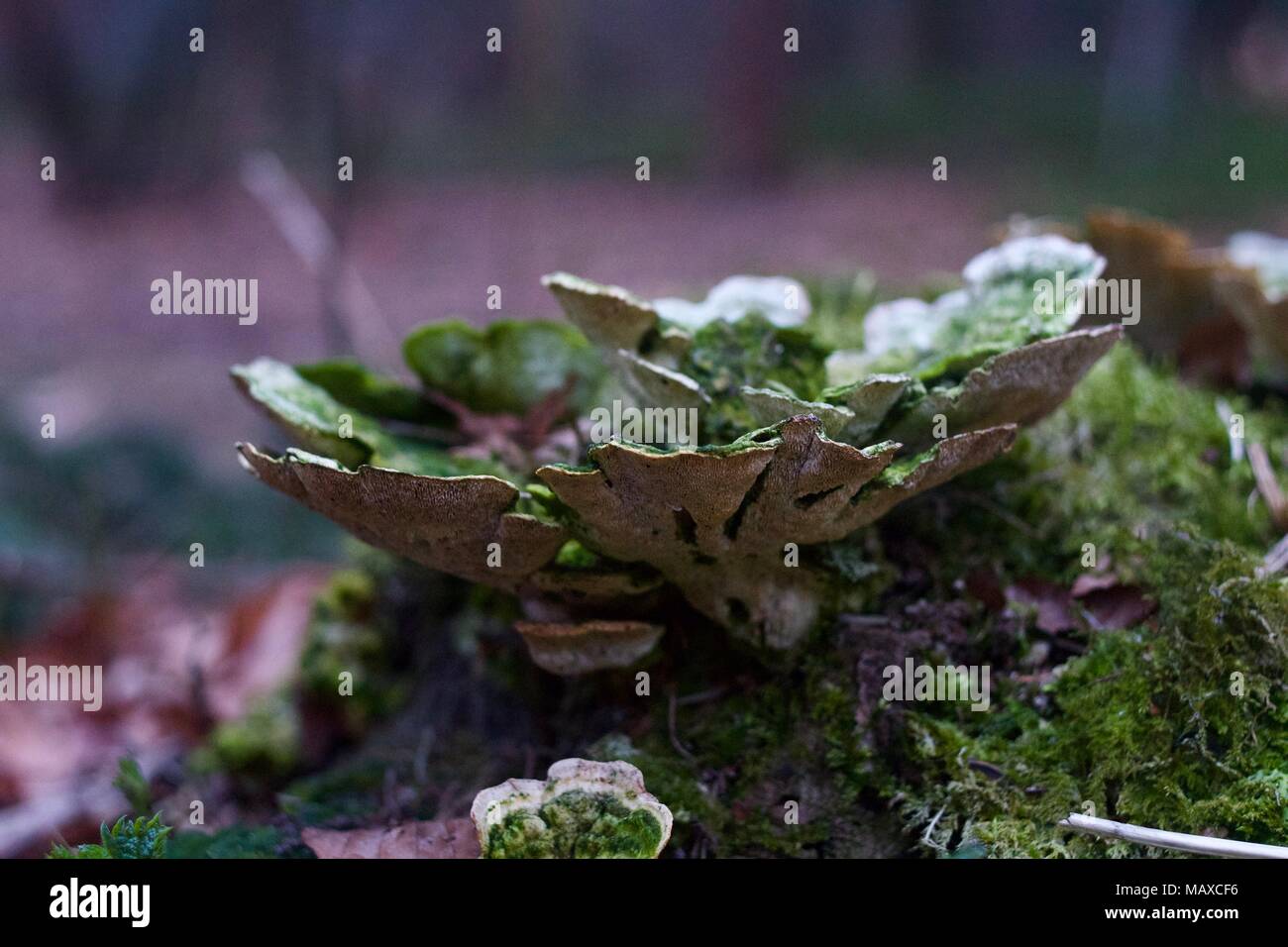 Cold fungus hi-res stock photography and images - Alamy