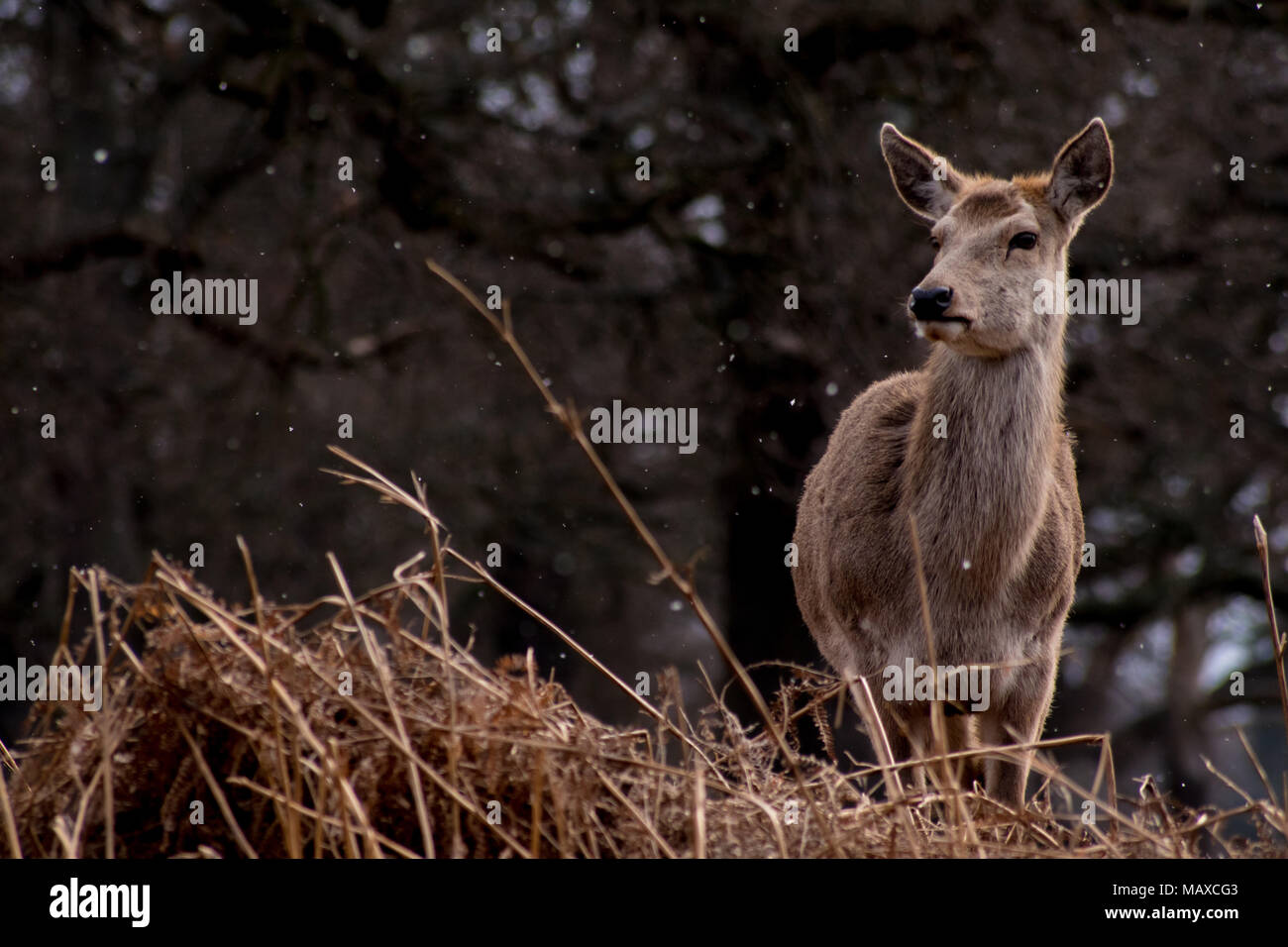 Red Deer Keeping Watch in the Snow Stock Photo - Alamy