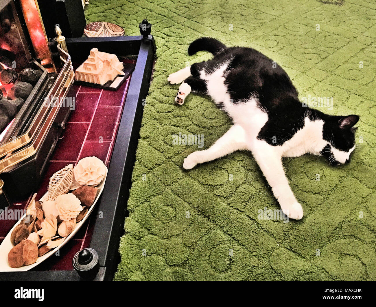 Fire cat sleeping hi-res stock photography and images - Alamy