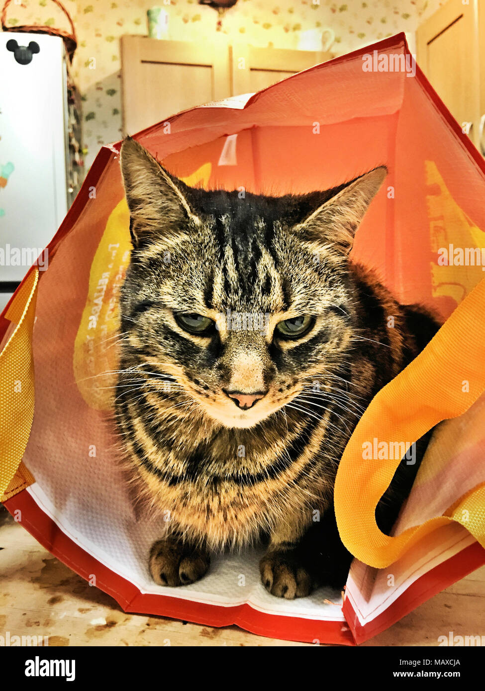 Jess The Cat High Resolution Stock Photography and Images - Alamy