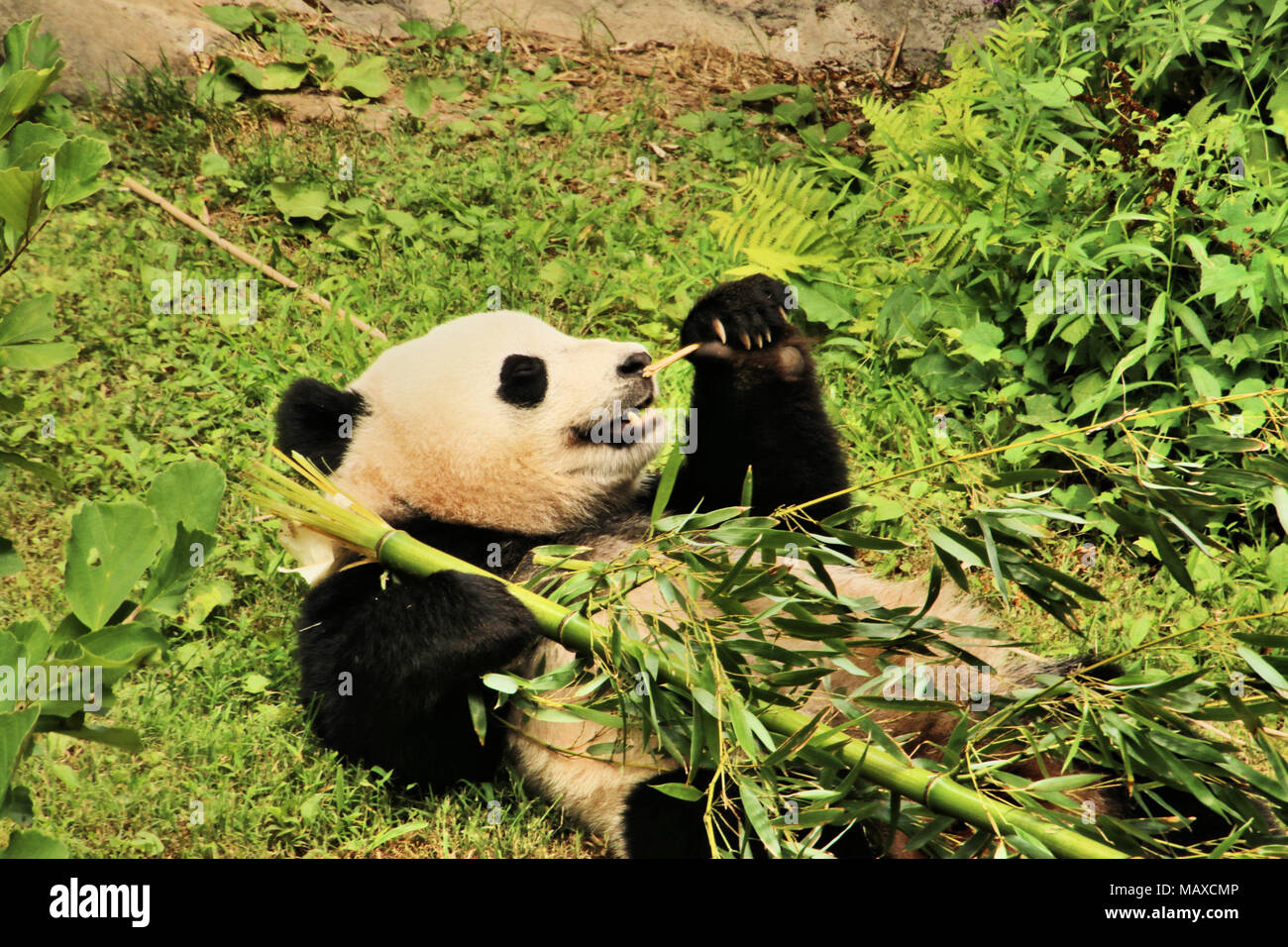 A Panda eating Bamboo Stock Photo - Alamy