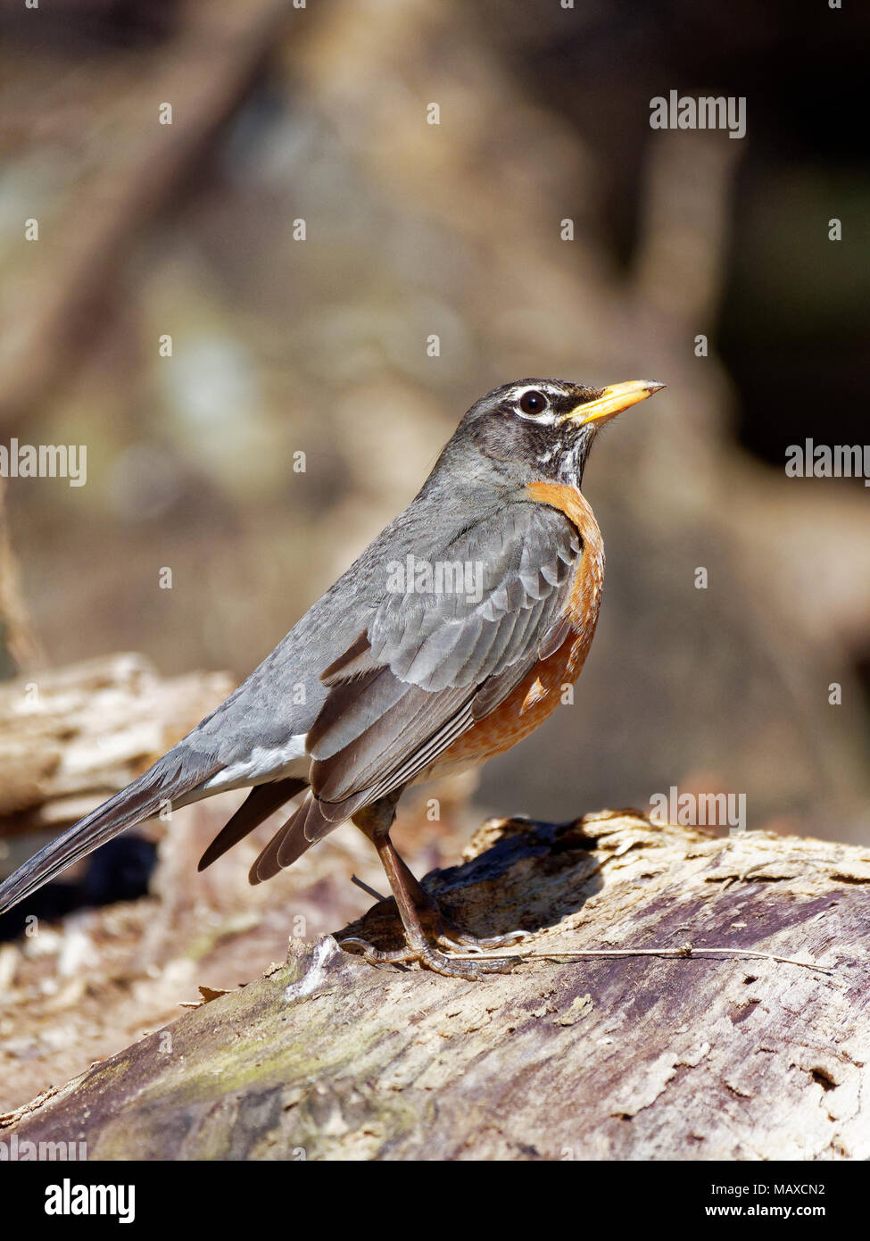 White breasted robin hi-res stock photography and images - Alamy