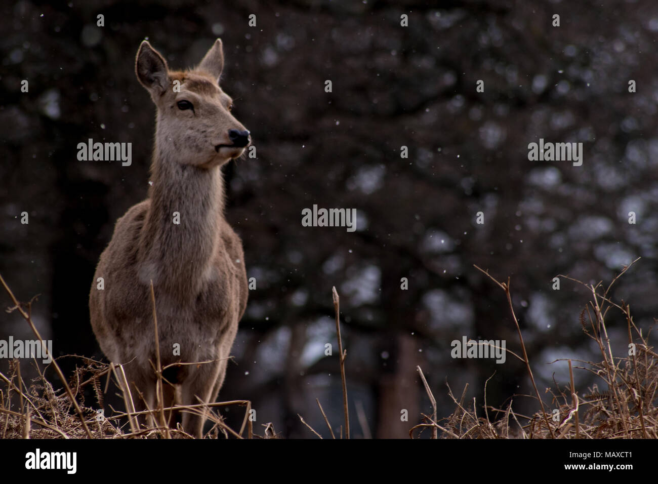 Grounds keeping hi-res stock photography and images - Alamy