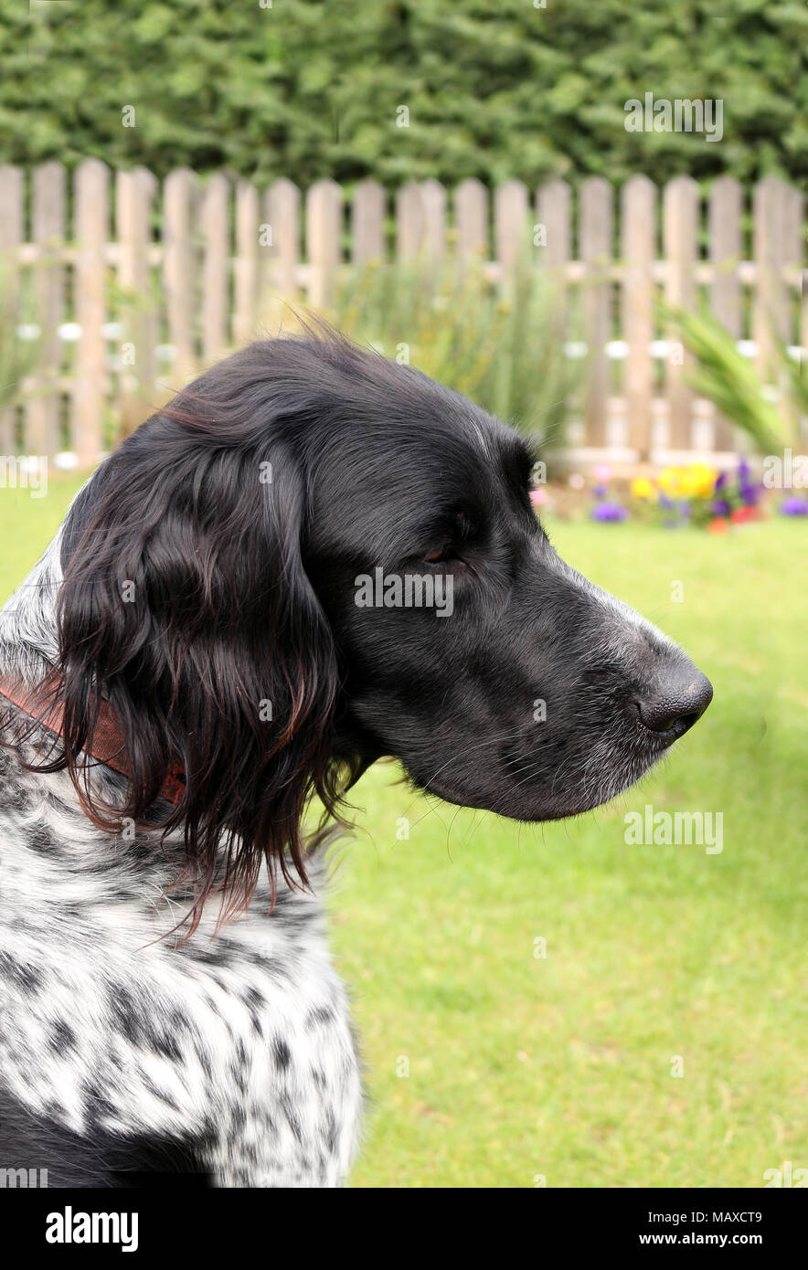 Large Munsterlander Dog Stock Photo - Alamy