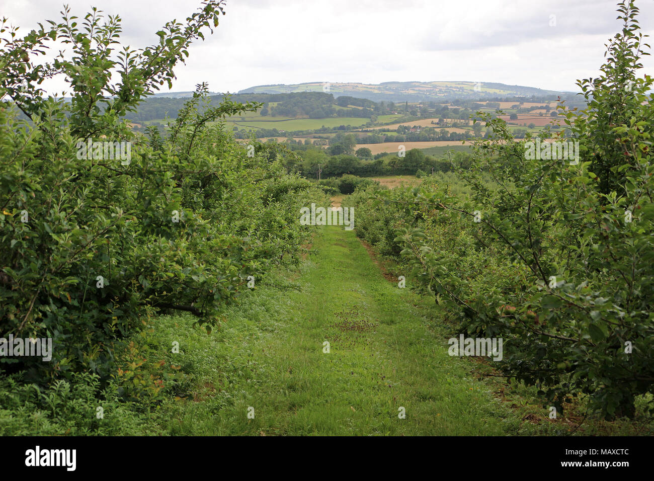 Apple Orchard in England Stock Photo - Alamy