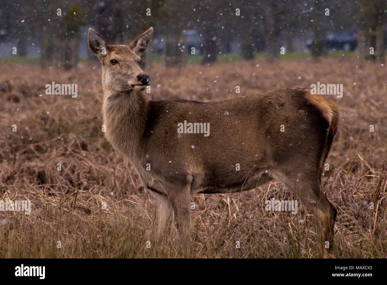 Red Deer Staring into the Distance Stock Photo - Alamy
