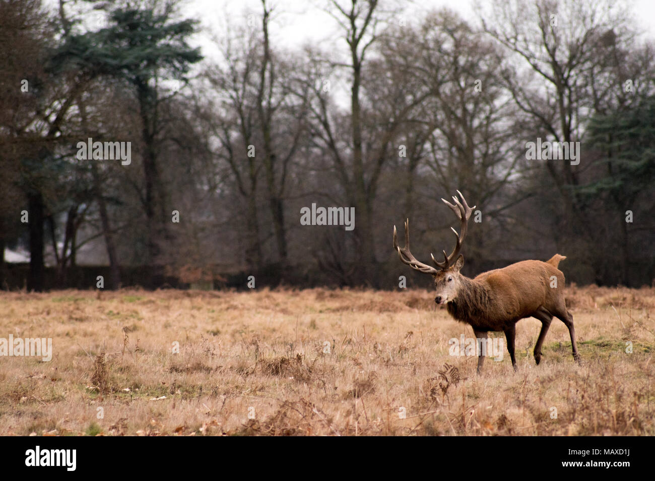Red Deer Roaming Bushy Park, Surrey Stock Photo - Alamy