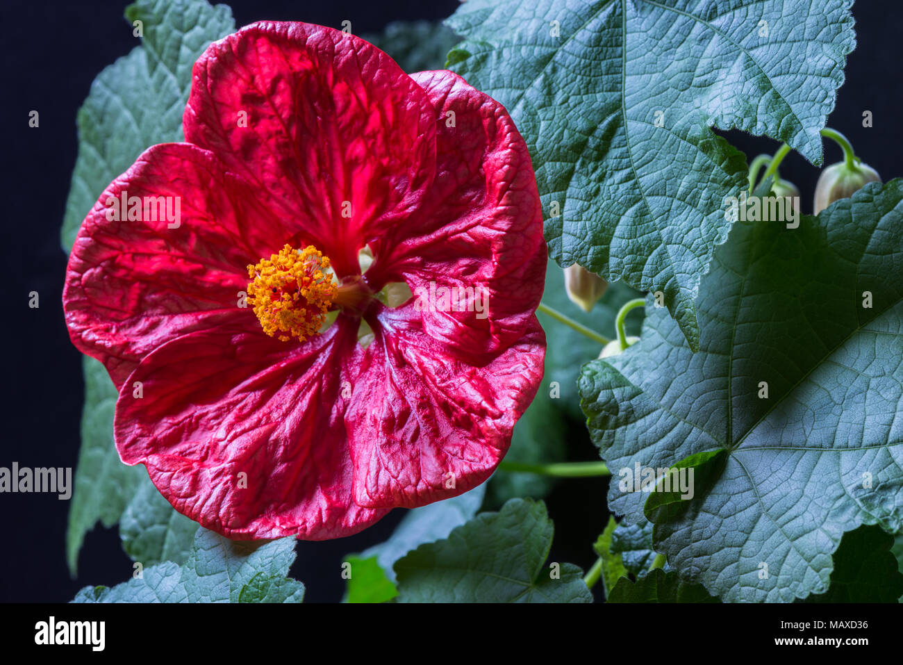 Indian mallow flower hi-res stock photography and images - Alamy