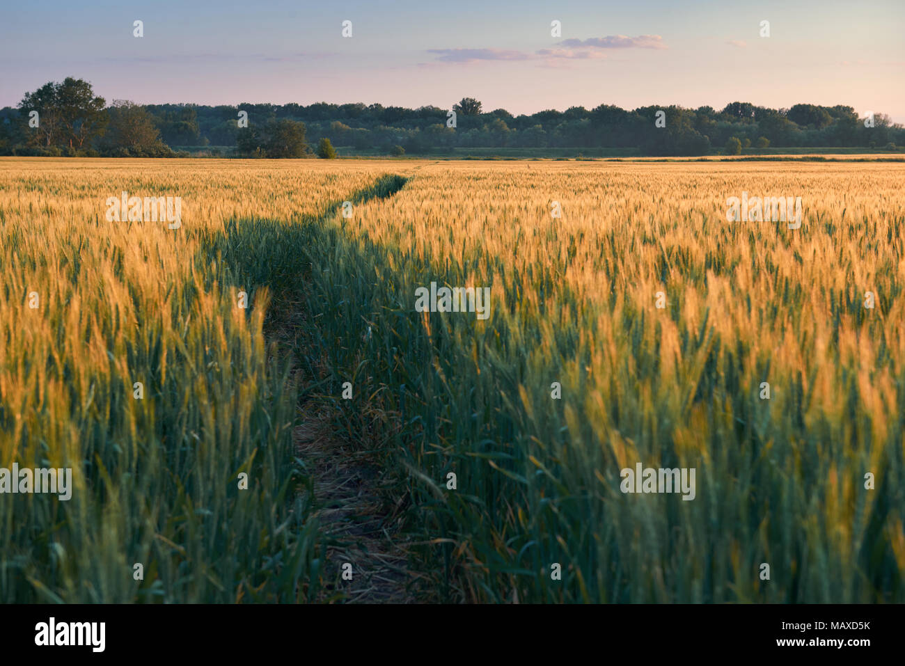 beautiful sunset in a wheat field with a path Stock Photo - Alamy