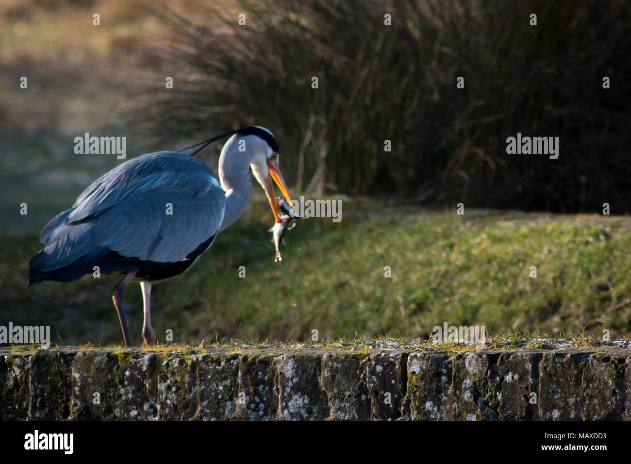 Animal eating breakfast hi-res stock photography and images - Alamy