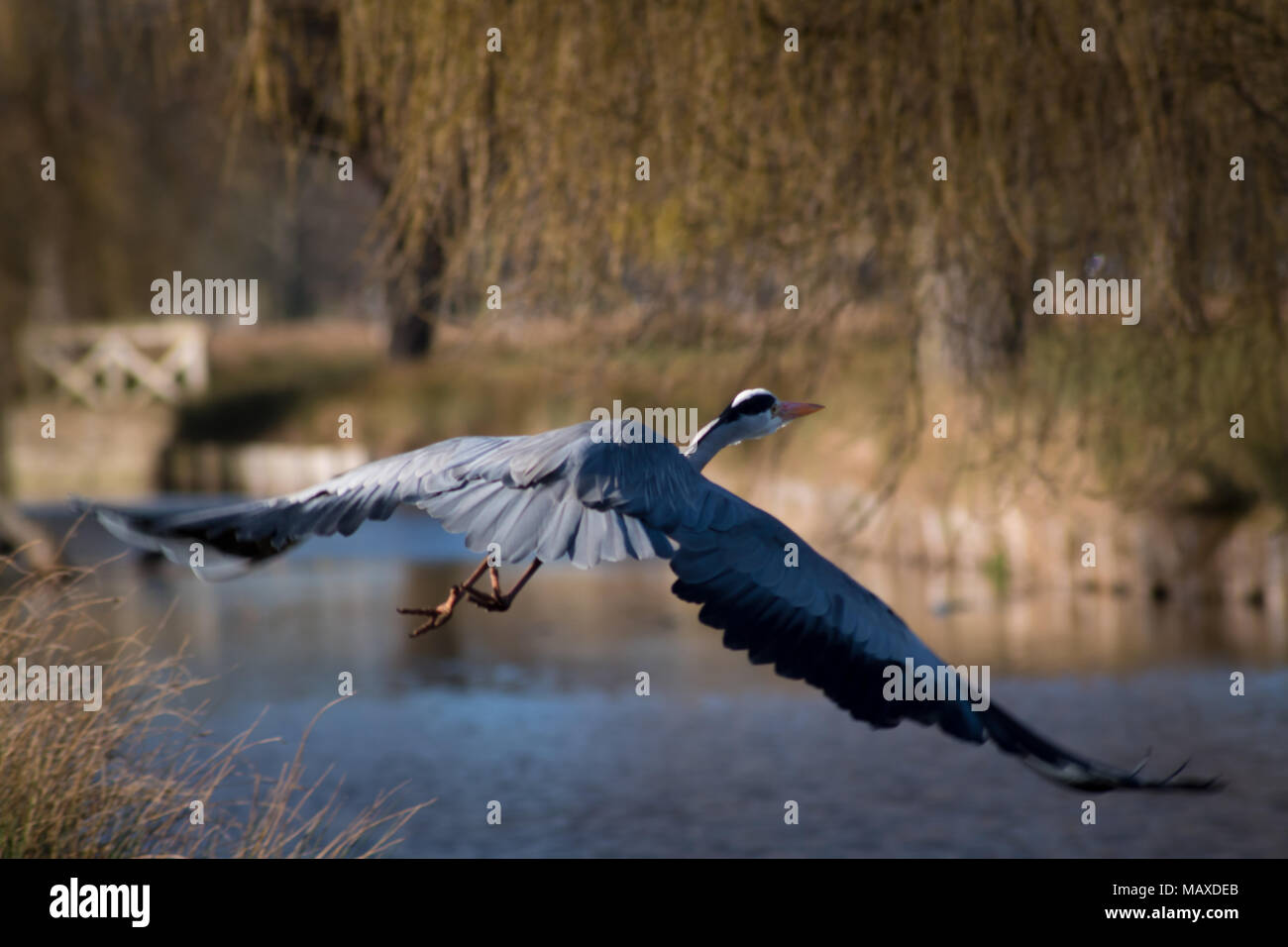 Grey Heron in Flight Stock Photo - Alamy