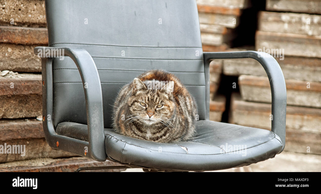 Black cat sitting on chair hi-res stock photography and images - Alamy