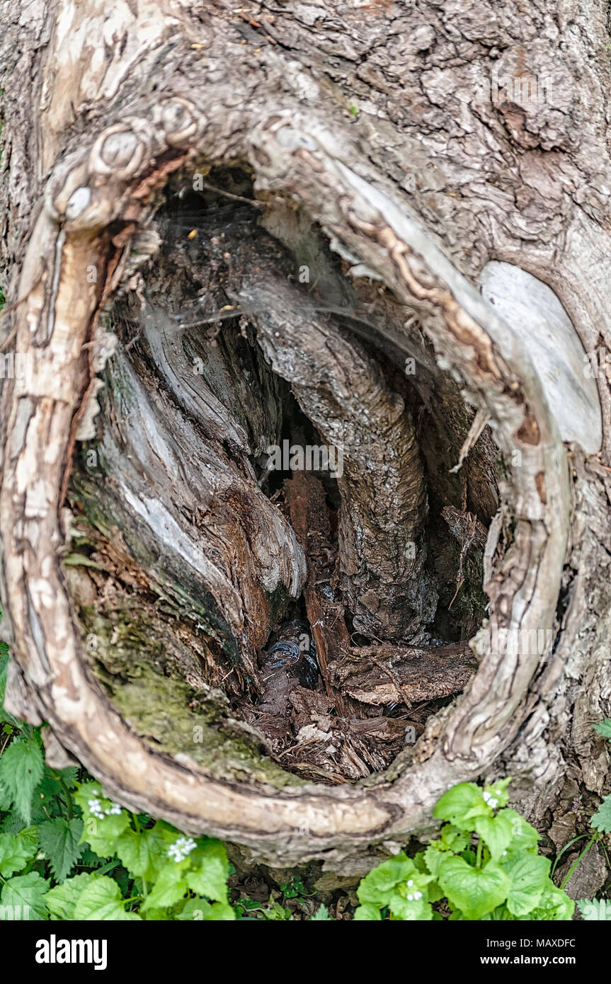 Old hollow oak tree in hi-res stock photography and images - Alamy