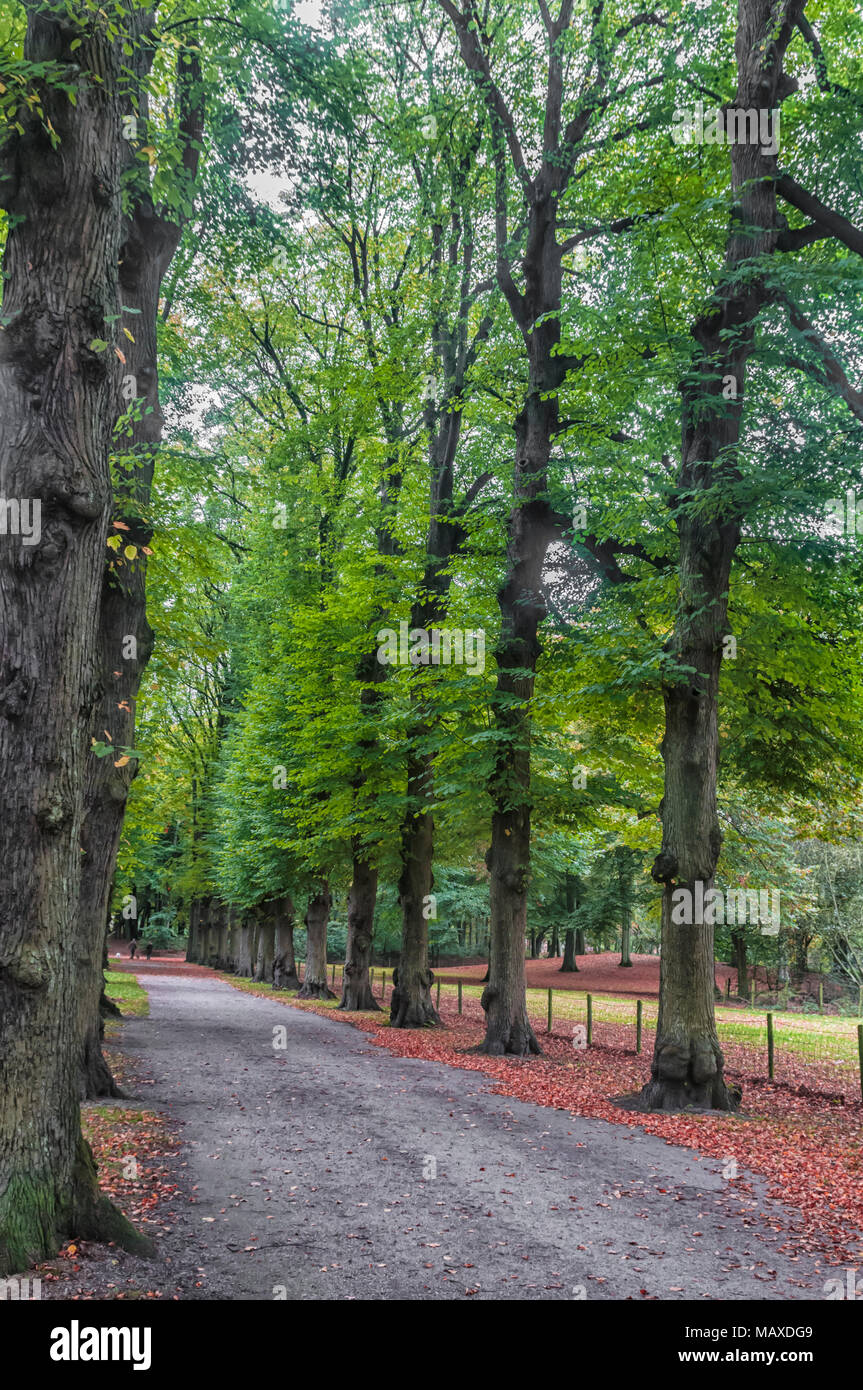 beautiful trees lined with a walking path in the middle Stock Photo - Alamy