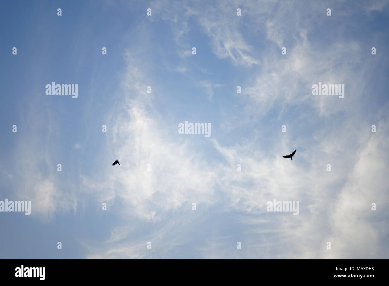 Birds flying on a clear day Stock Photo - Alamy