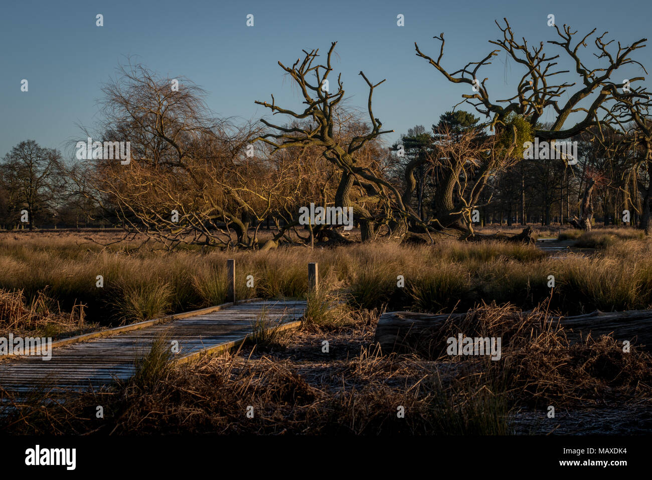 The Fallen Tree Stock Photo - Alamy