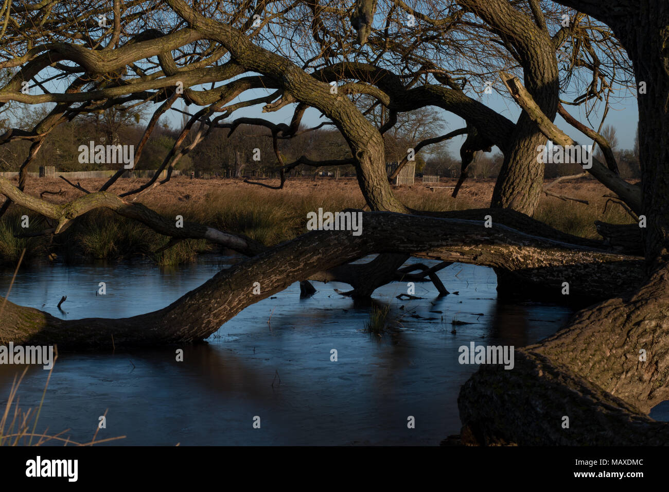 Fallen tree reflection hi-res stock photography and images - Alamy