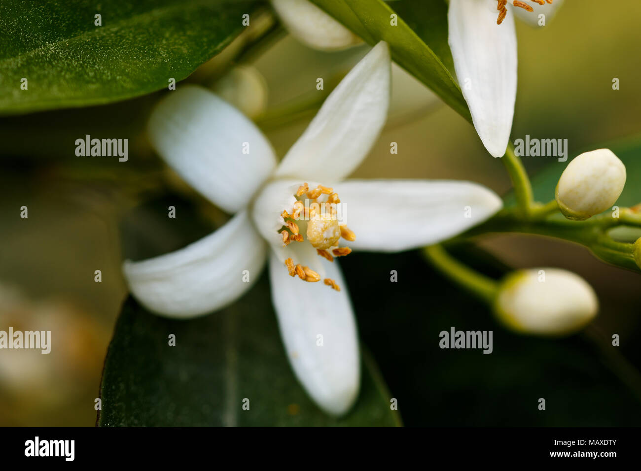 Orange citrus bloom orange tree hi-res stock photography and images - Alamy