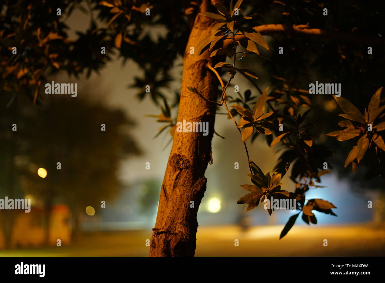 Tree at night under orange glow of street light Stock Photo - Alamy