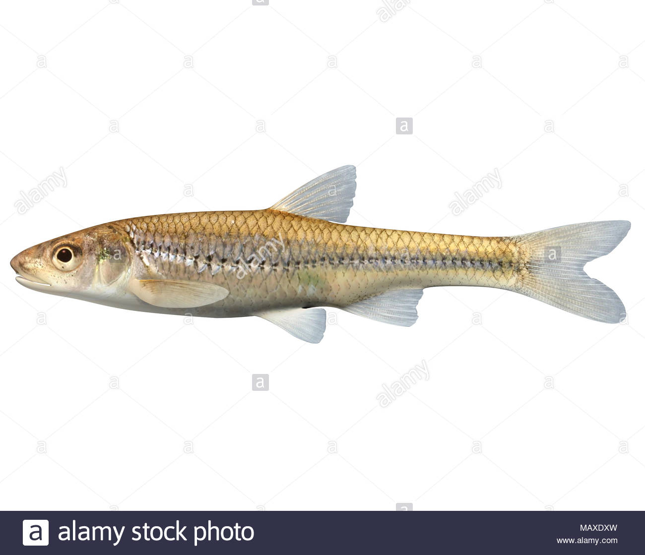 Shiner Fish Stock Photos & Shiner Fish Stock Images - Alamy