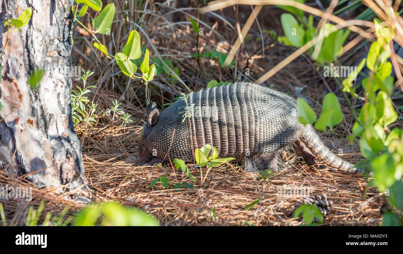 Armadillo (Dasypus novemcinctus) from site, Honeymoon Island State Park ...
