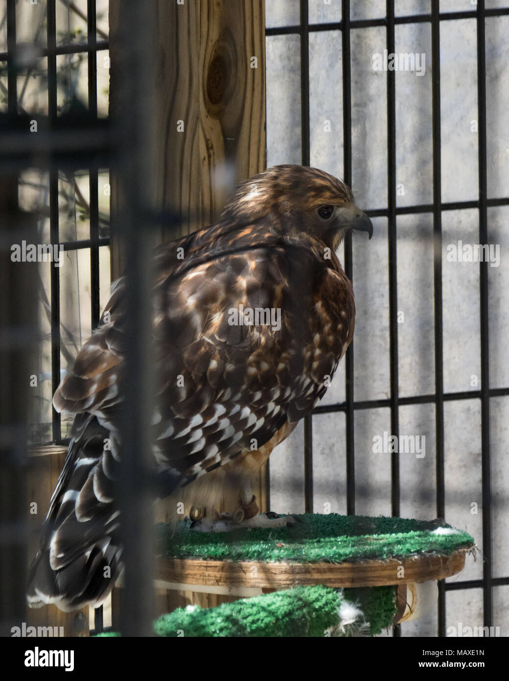 Red tailed hawk family hi-res stock photography and images - Alamy
