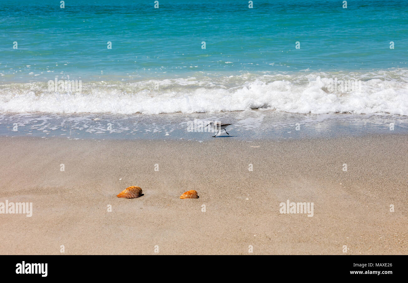 Sand bird hi-res stock photography and images - Alamy