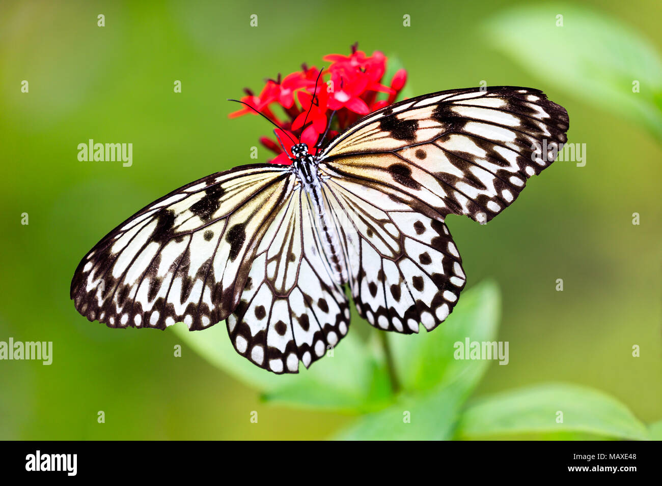 Big Butterfly Stock Photos & Big Butterfly Stock Images - Alamy