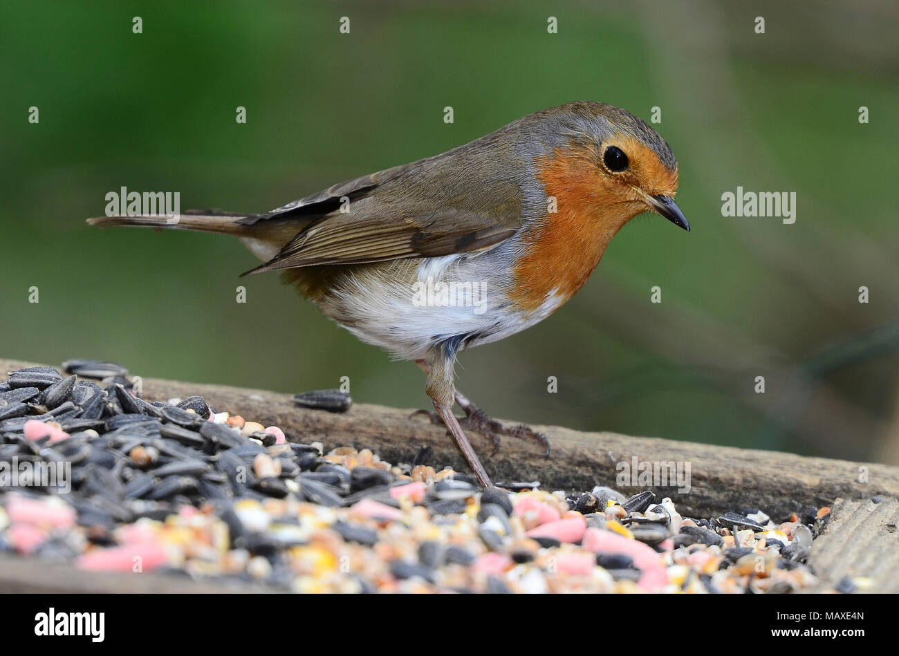 Friendly robins hi-res stock photography and images - Alamy